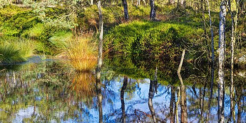 Förderaufruf Wildnisfonds | Zukunft – Umwelt – Gesellschaft (ZUG)
